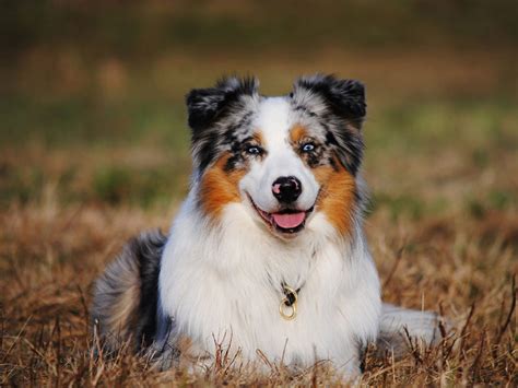 Australian Shepherd Wallpaper 1024x768 45670