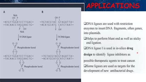 Dna Modifying Enzymes Pdf
