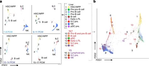 Lymphoid Lineages In Fetal Liver And Nlt A Fdg Visualization Of Fetal Download Scientific