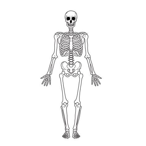 Картинки строение скелета