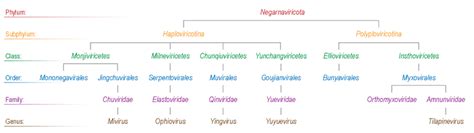 Summary Of The Proposed Phylum Taxonomy Download Scientific Diagram