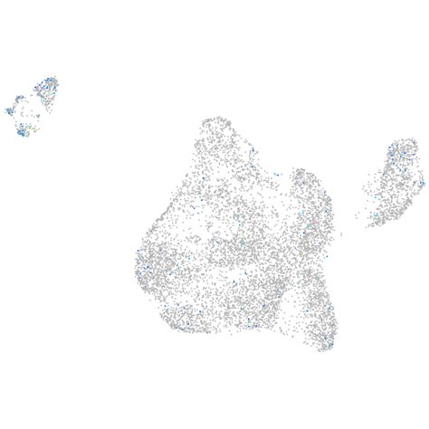 Nphp1 Blastomeres Daniocell