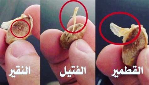 قال تعالى وَالَّذِينَ تَدْعُونَ مِن دُونِهِ مَا يَمْلِكُ… Flickr