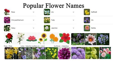 Flower Names From P At Debra Helton Blog