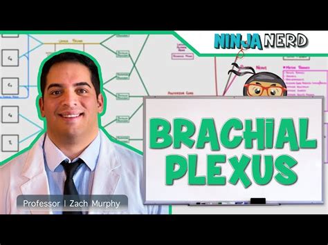 Free Video Neurology Brachial Plexus From Ninja Nerd Class Central