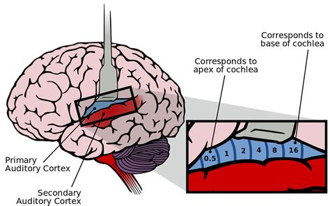 Auditory Cortex Sensory Processing At Steven Payton Blog