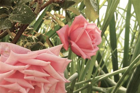 Pink Rose Rosebud Free Photo On Pixabay Pixabay