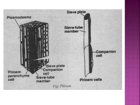 Basic Information About Phloem Structure Pptx