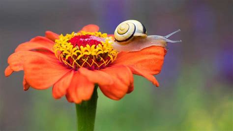 How To Get Rid Of Pill Bugs Inside Your House Homes And Gardens