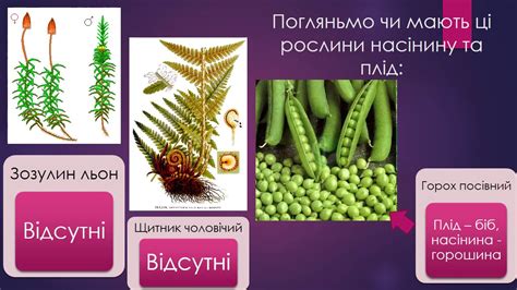 Біологія 6 клас Порівняння будови мохів папоротей та покритонасінних квіткових рослин Youtube