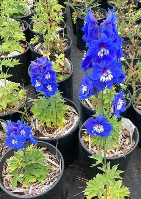 Delphinium Cobalt Dreams Hammarlund Nursery