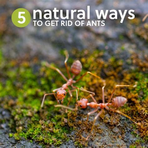 Ways To Get Rid Of Ants Naturally Without Killing Them