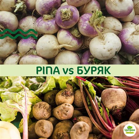 Citron Kyiv Ua 🤔Різниця між буряком і ріпою⠀ ⠀ 🌈Колір ⠀ 🔸Буряк зовні та всереде має