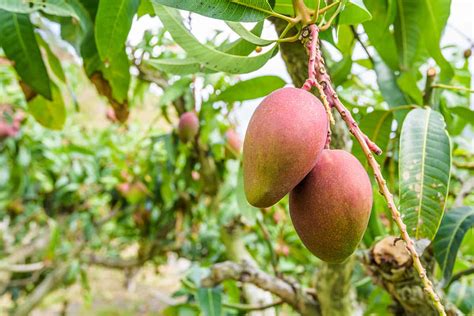 How To Grow Mango Trees In Your Home Orchard