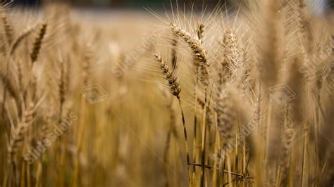 Golden Food Wheat Evening Field Powerpoint Background For Free Download