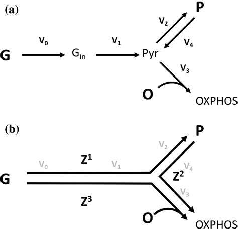 Simplified Metabolic Reaction Network Model For Central Carbon Download Scientific Diagram