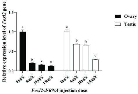 In Situ Hybridization Of Foxl2 Mrna In The Testis Of P Clarkii Yellow Download Scientific