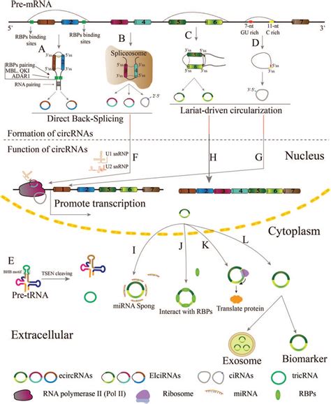 Circular Rnas From Biogenesis And Function To Diseases Chinese Medical Journal