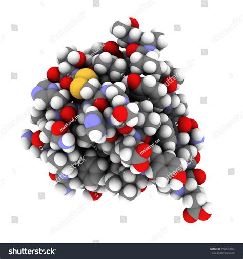 Insulin Peptide Hormone Chemical Structure Important Stock Illustration 158826884 Shutterstock