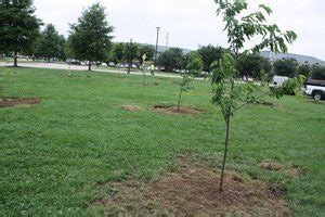 Tree Hydration System Made From Recycled Diaper Material Minimizes Stormwater Runoff