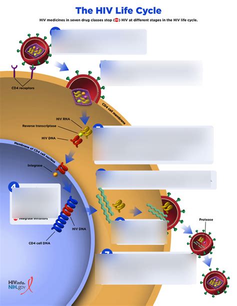 Hiv Diagram Quizlet