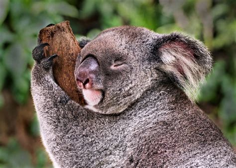 Koala Shallow Focus Photo Wallpaper Wallpapersok