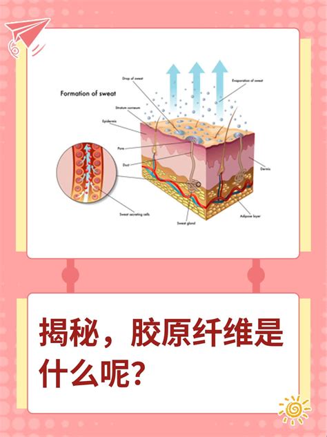揭秘，胶原纤维是什么呢