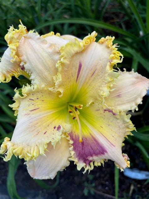 Daylily Lovers Lily Lost Her Pants 2025 Yenok