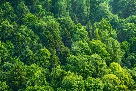 森林ai数字艺术 森林自然风光写实风格茂密森林层次感绿色调商业照片 Ai图片免费下载 Png格式 4032像素 编号71570760 千图网