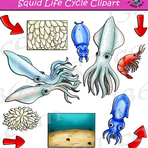 Squid Life Cycle Clip Art Archives Clipart 4 School