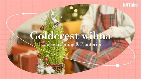 Nh식물원 7편 향기로운 크리스마스 준비 율마 키우기 🪴 Youtube