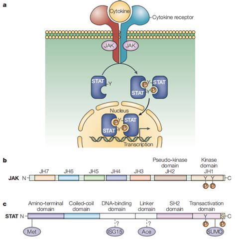 明星靶点 Tyk2 上海优宁维生物科技股份有限公司