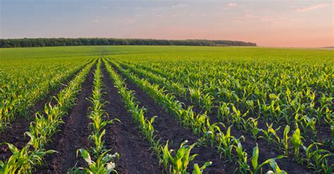 Soil Health Pests And Diseases Huma