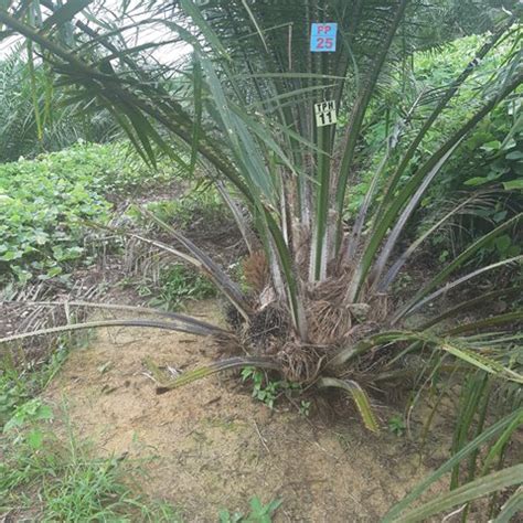 Palm Tree Detection Object Detection Dataset By WSDV SMART