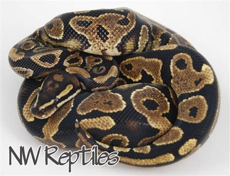 Northwest Reptiles Ball Python Breeder