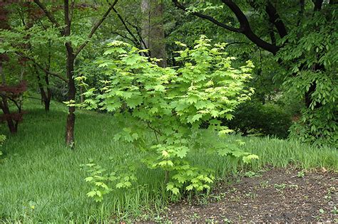 Vine Maple Acer Circinatum In Issaquah Seattle Bellevue Redmond