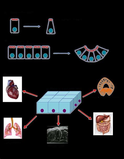 Epithelial Morphogenesis Forms The Basis For Cellular And Tissue