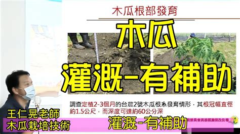 木瓜灌溉 有補助 木瓜栽培技術 王仁晃老師 YouTube