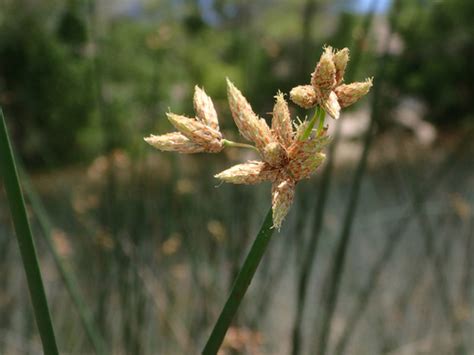 Hardstem Bulrush Schoenoplectus Acutus · Inaturalist