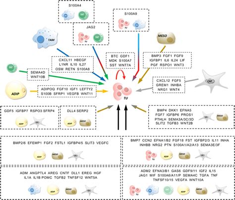 Schematic Illustration Of Intercellular Signalling Pathways Associated