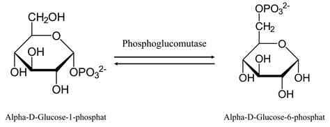 Isomerases Creative Enzymes