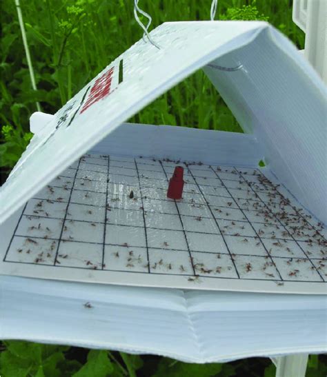 Midge Adults In Pheromone Trap Download Scientific Diagram