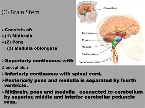 Anatomy And Physiology Of Brain Pptx