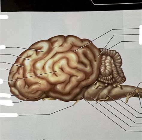 Lateral Sheep Brain Diagram Quizlet