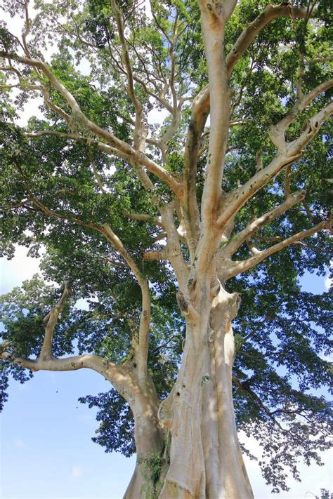 Large Banyan Ancient Tree In Kayu Putih Baru Village Marga District Tabanan Regency Bali