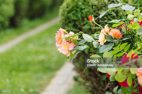 밝은 주황색과 빨간 장미가 무성한 녹색 단풍이 있는 정원 길을 따라 피어납니다 0명에 대한 스톡 사진 및 기타 이미지 0명 개화기 경관 Istock