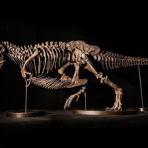 T Rex Fossiler I Bakken