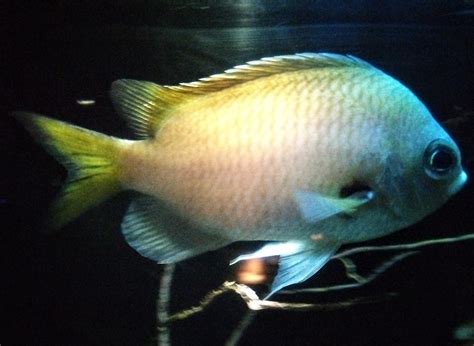 ゲッコウスズメダイ 2023 01 17 WEB魚図鑑