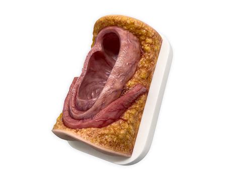 Frame Model Rectum Model Simulator Small