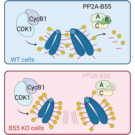 Pp2a B55 Phosphatase Counteracts Ki 67 Dependent Chromosome Individualization During Mitosis
